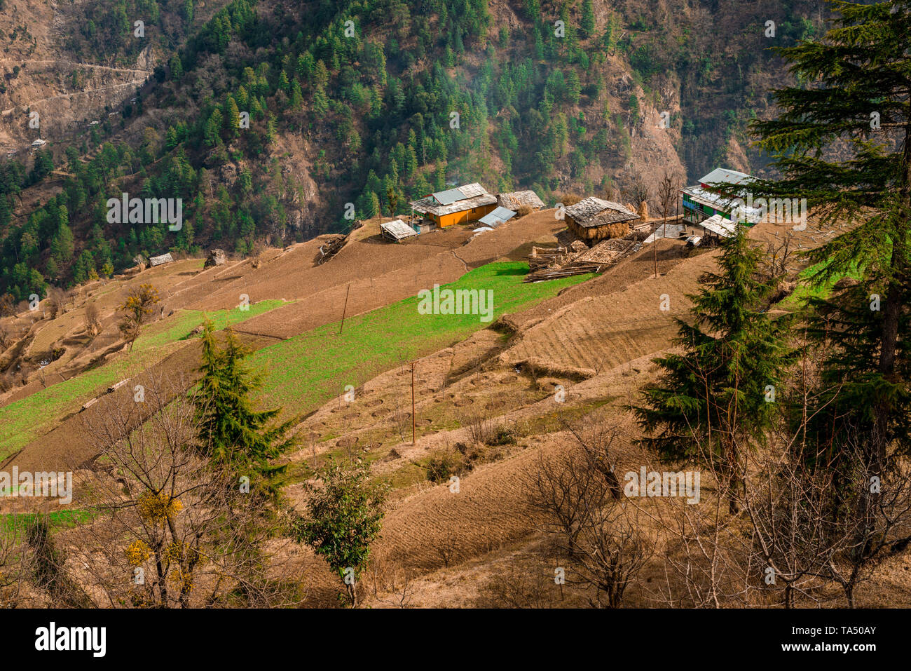 Photo of Field in Himalayas - Farming in mountains - India Stock Photo ...