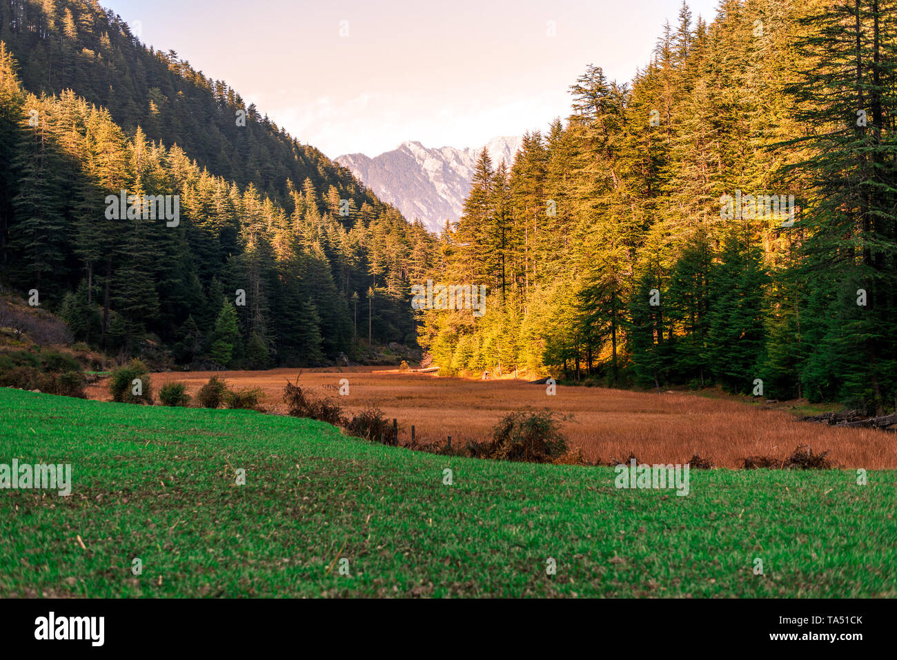 Pundrik rishi lake - Photo of Field surrounded by deodar tree in ...
