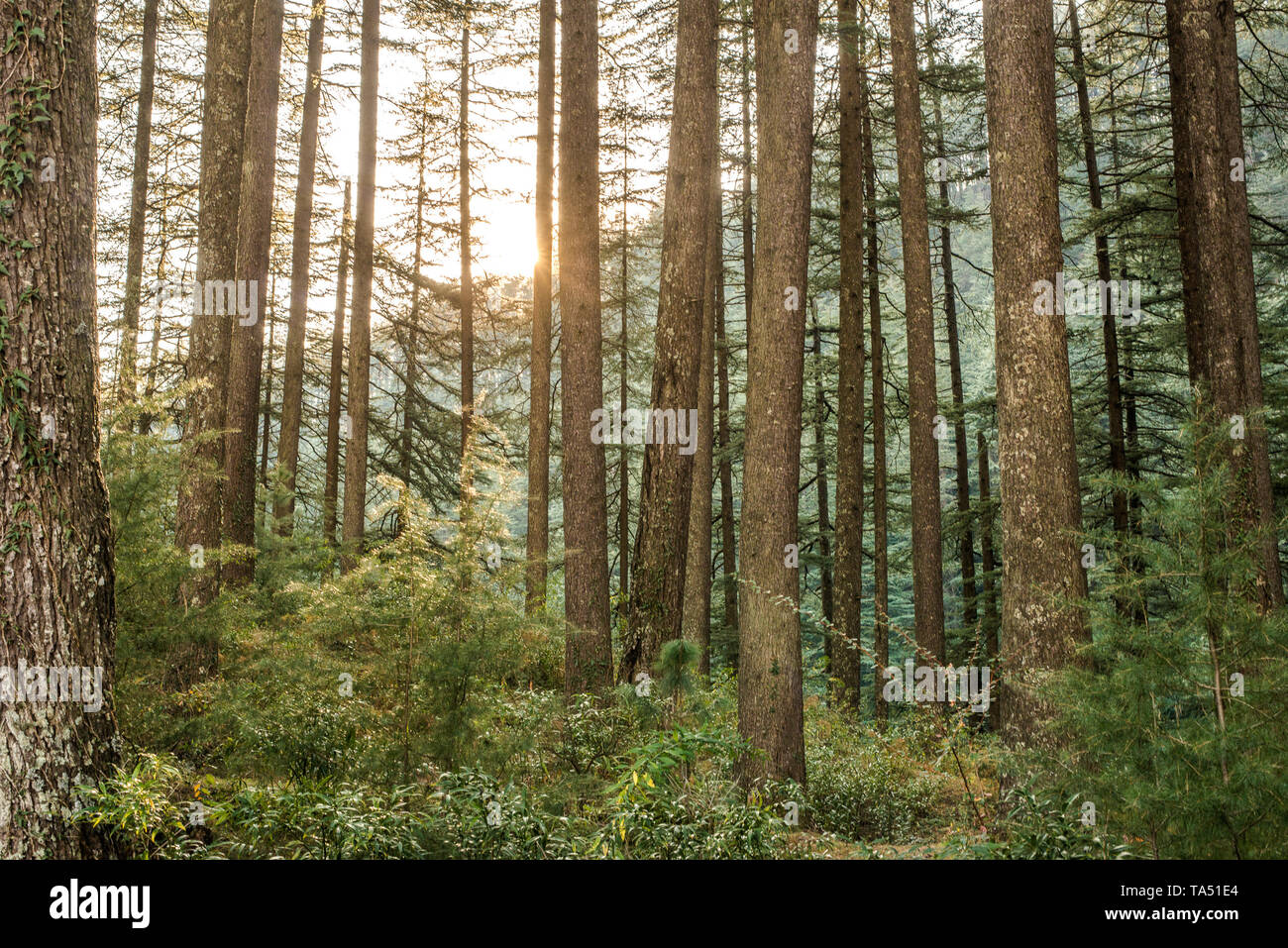 Pundrik rishi lake - Deodar tree Forest in himalayas - India Stock ...