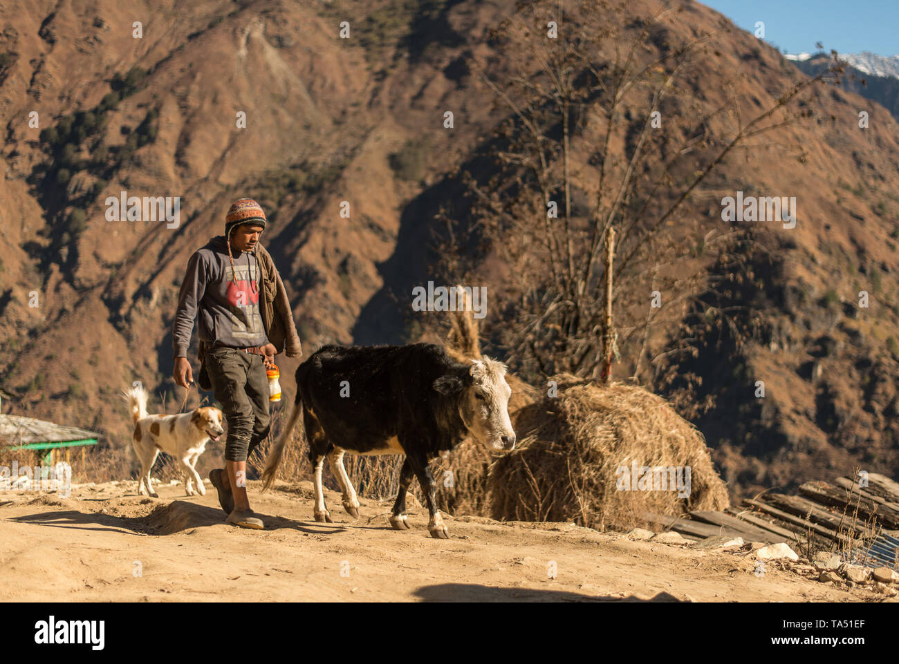 Kullu, Himachal Pradesh, India - December 21, 2018 : Shepherd with dog ...