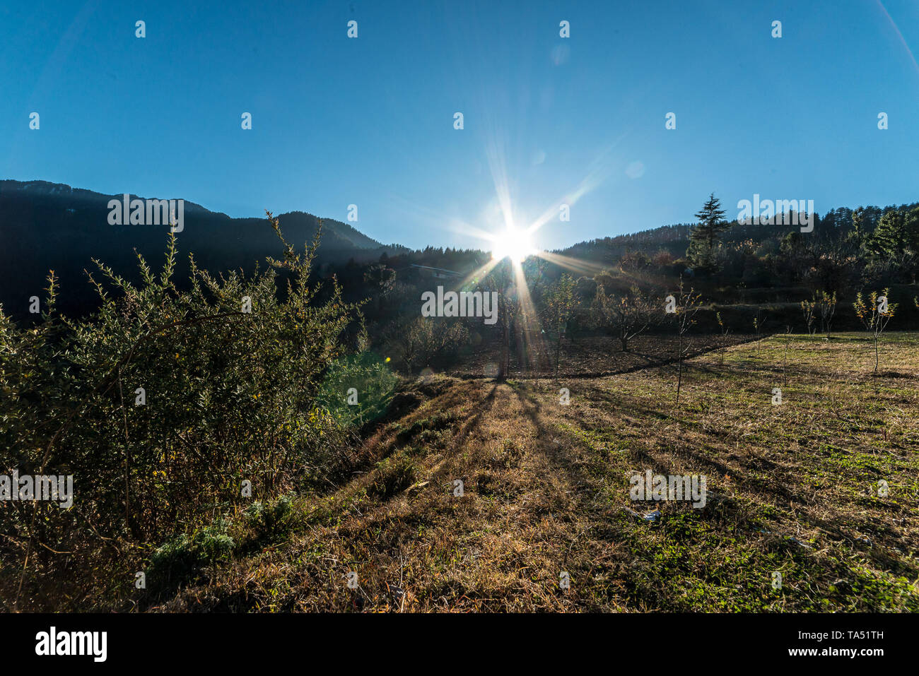 Pundrik rishi lake - Photo of Field surrounded by deodar tree in ...