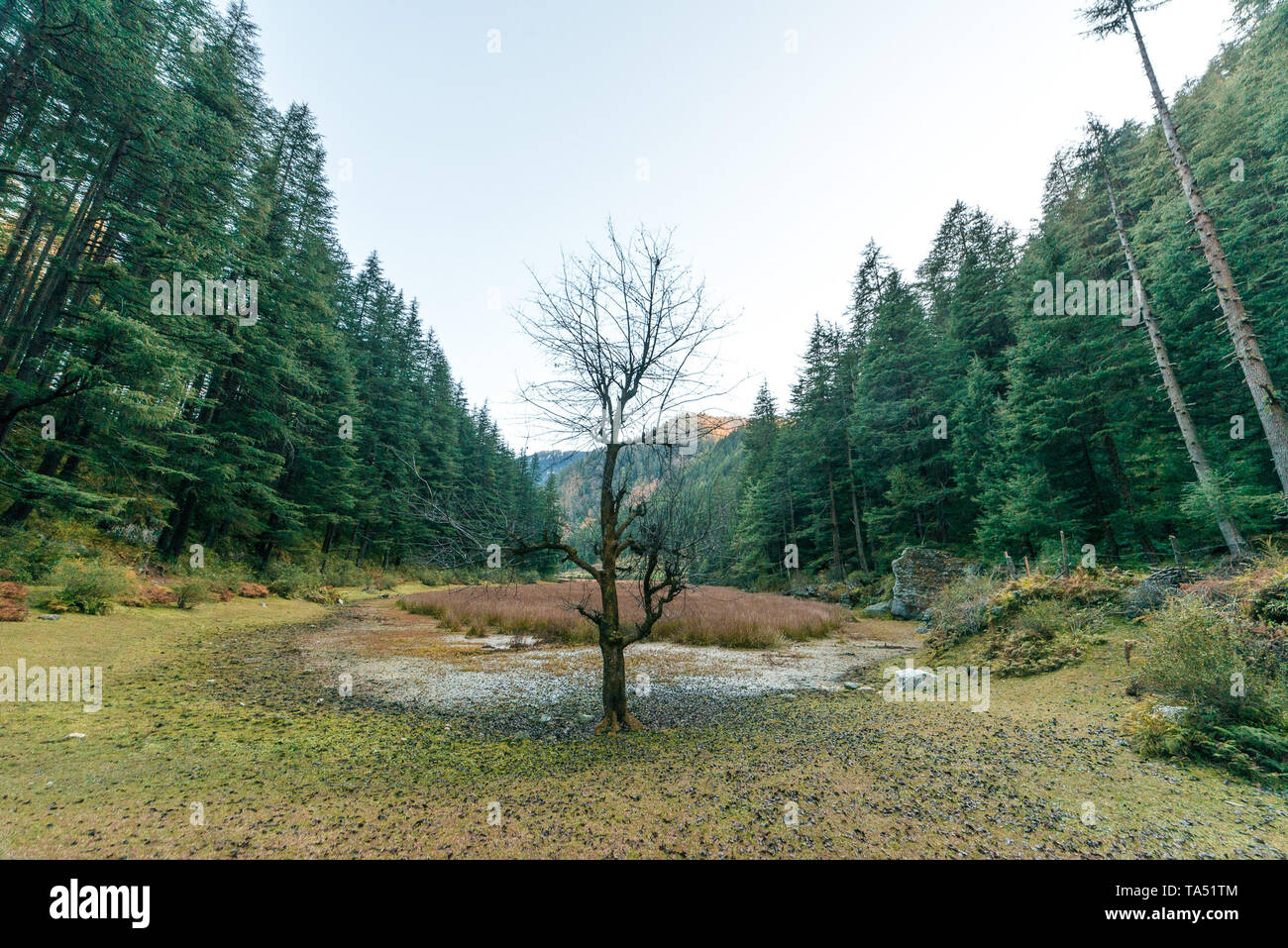 Pundrik rishi lake - Photo of Field surrounded by deodar tree in ...