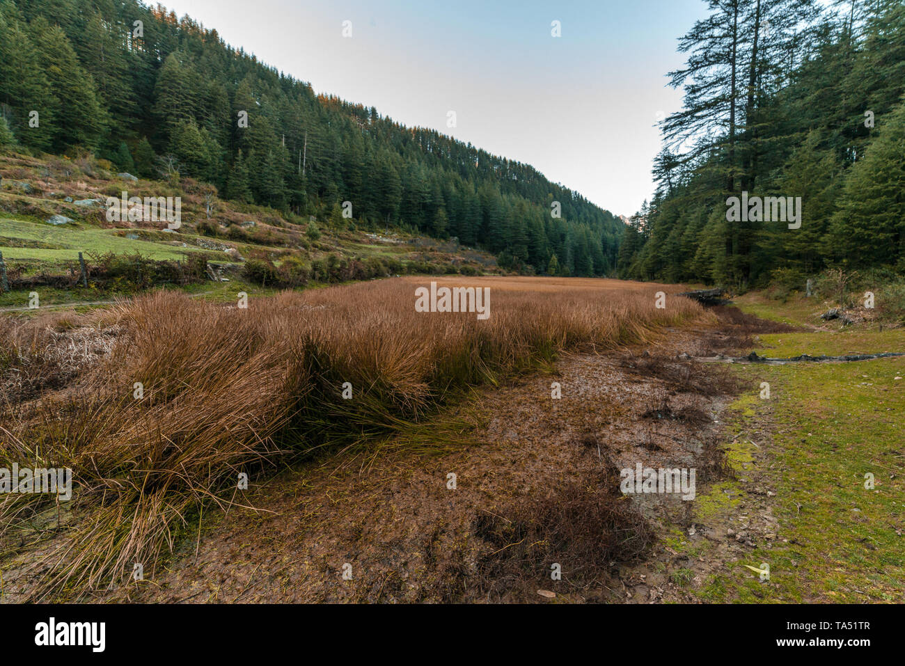 Pundrik rishi lake - Photo of Field surrounded by deodar tree in ...