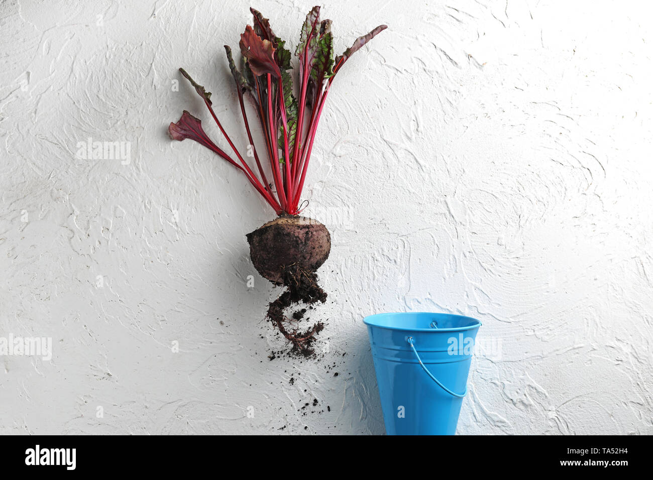 Beet and bucket for gardening on white background Stock Photo - Alamy