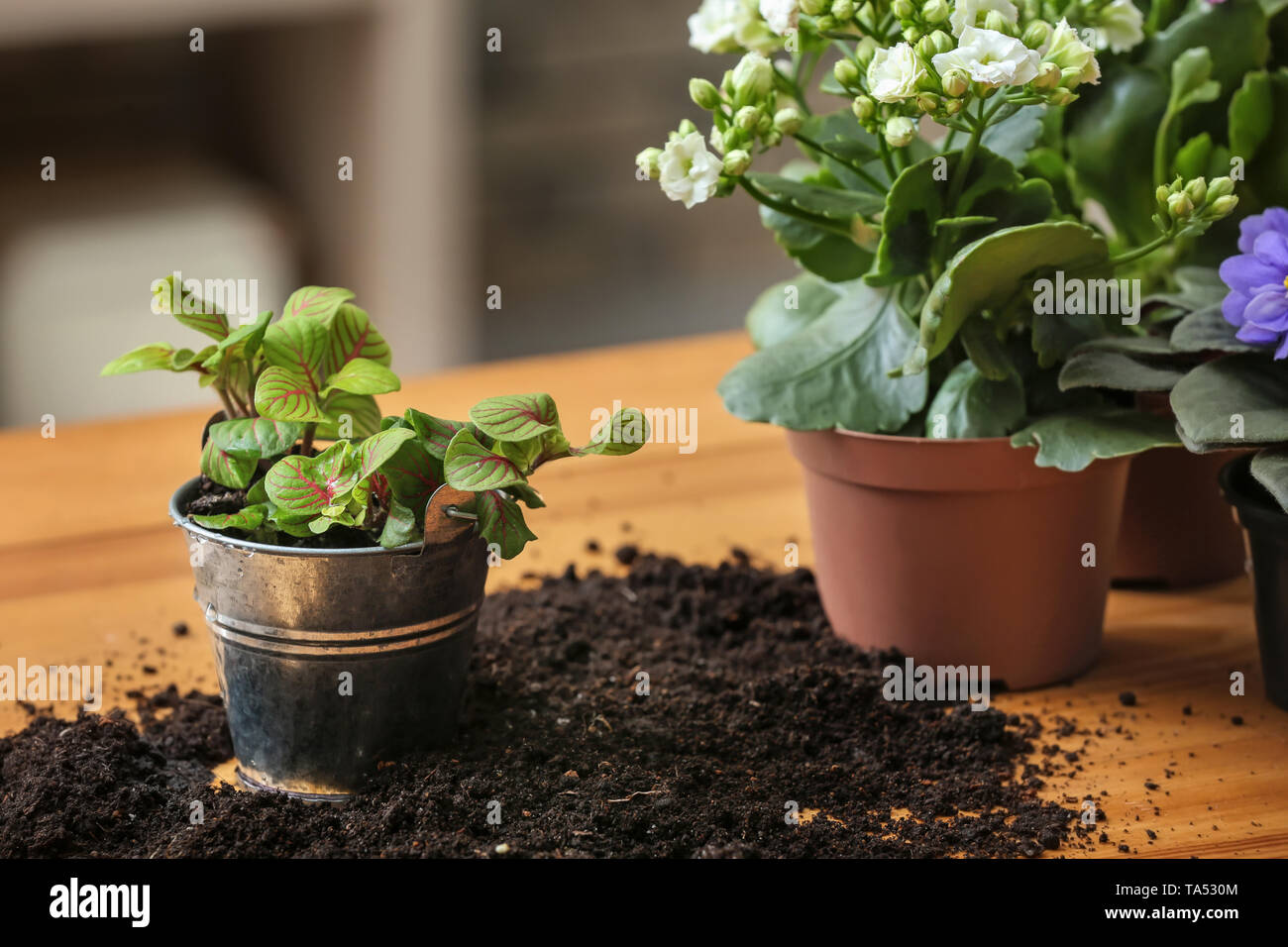 Fresh plants in pots with soil on table Stock Photo - Alamy