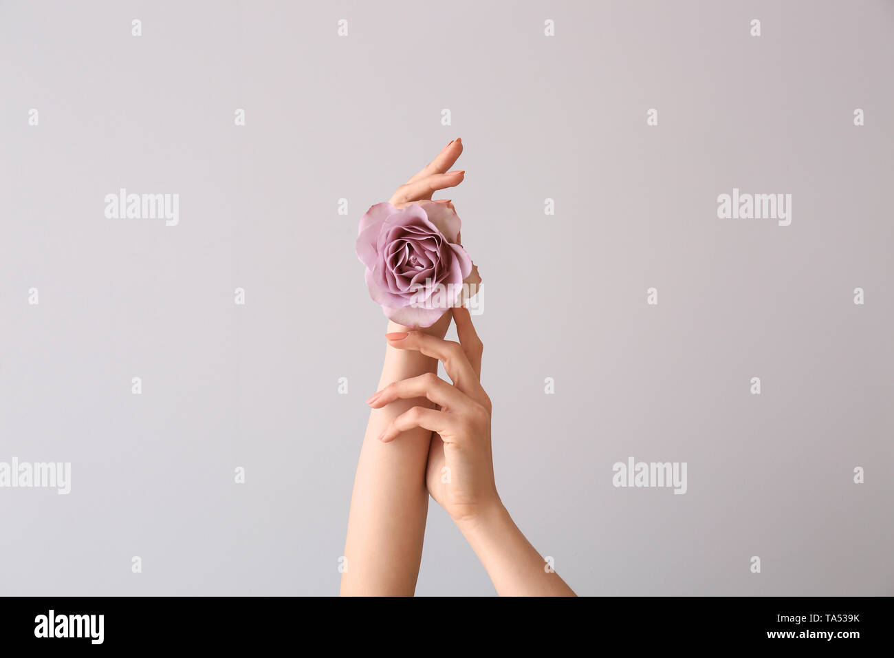 Female hands with beautiful rose on light background Stock Photo - Alamy