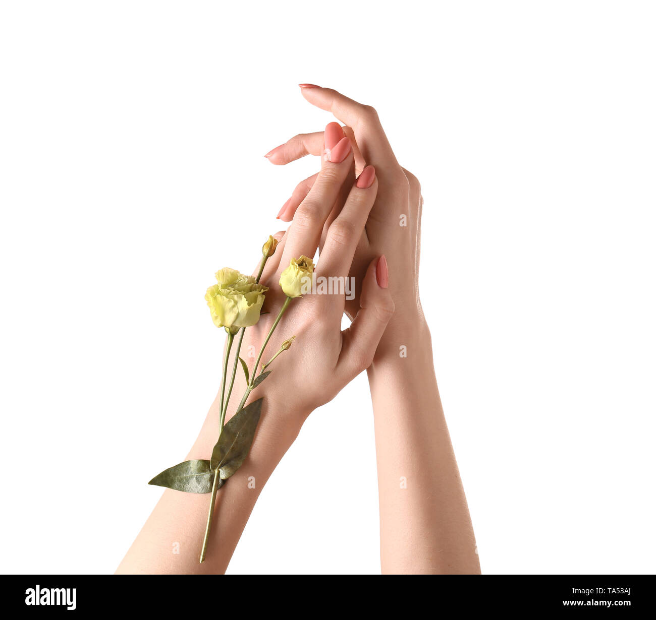 Female hands with beautiful flowers on white background Stock Photo - Alamy