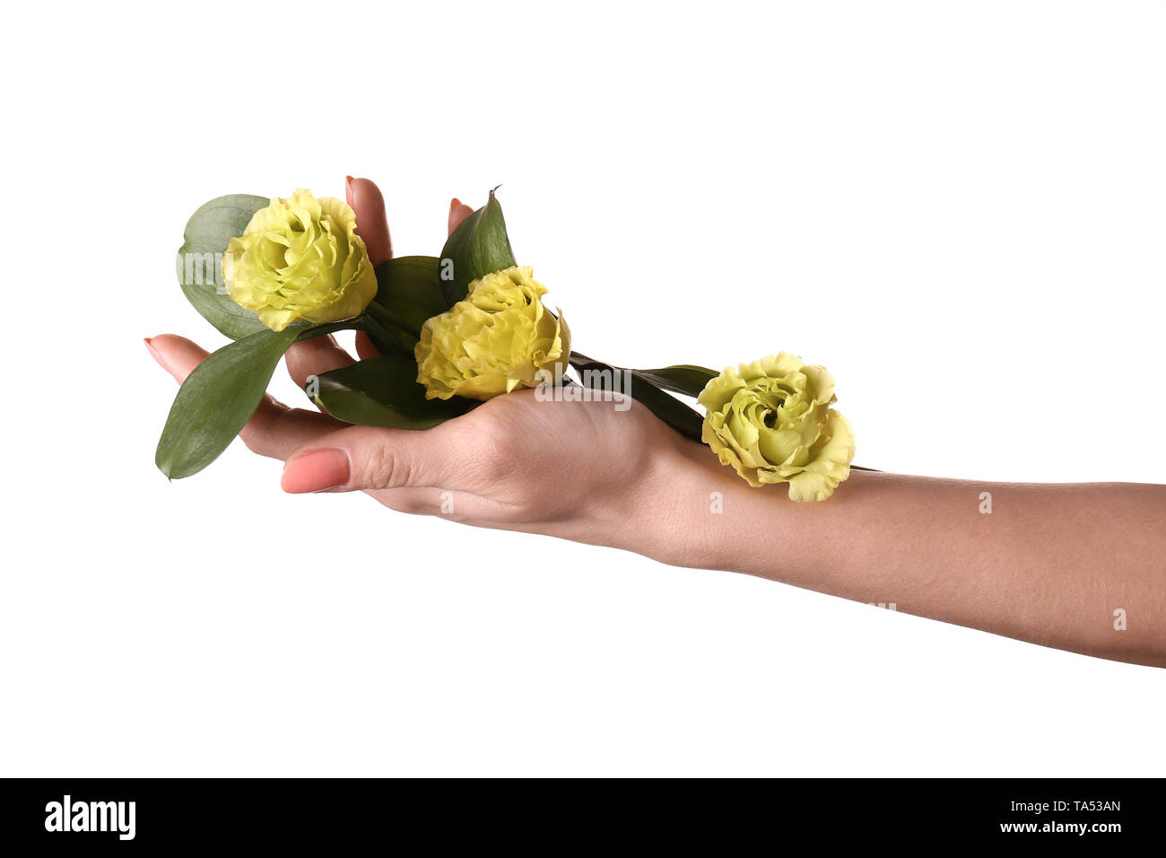 Female hand holding beautiful flowers on white background Stock Photo ...