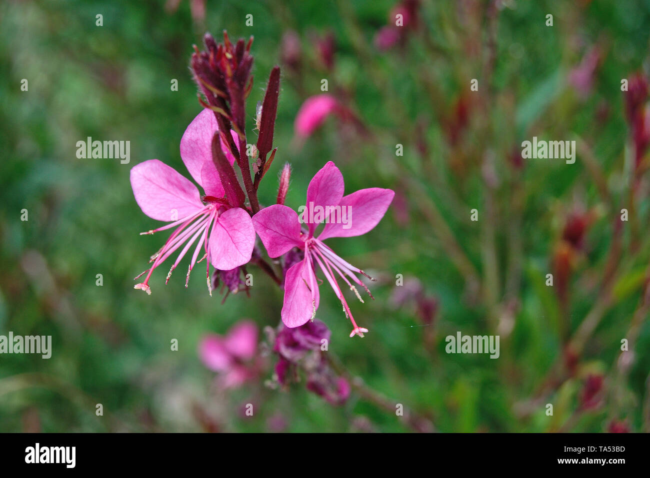 Small pink flowers with long stamen on a tall stalk Stock Photo - Alamy