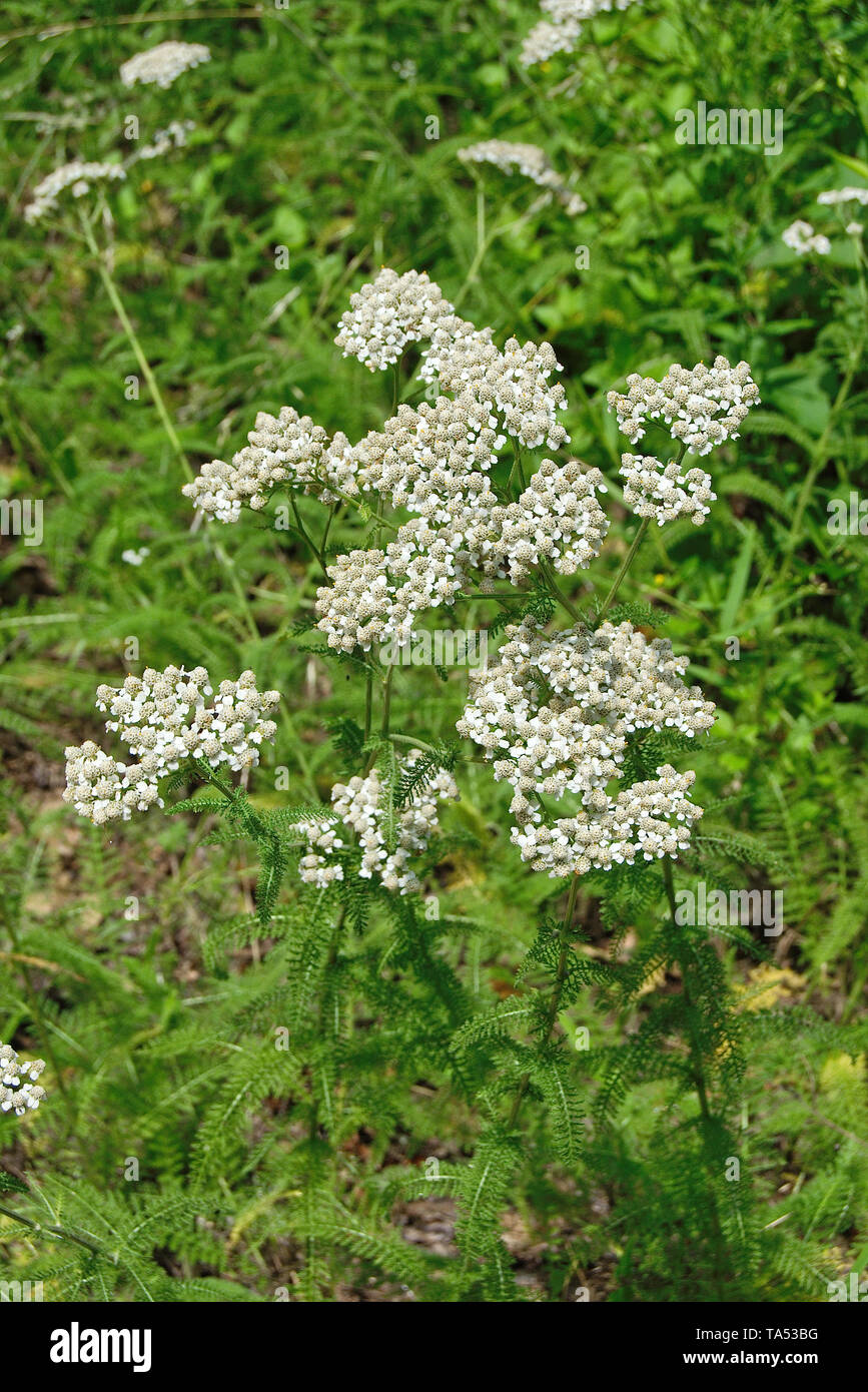 White flower clusters of a wild plant Stock Photo - Alamy