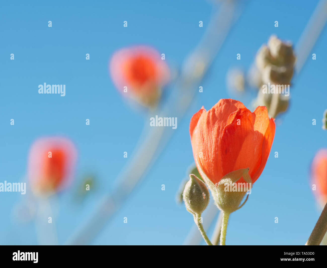 Bright orange desert mallow (Sphaeralcea) blossoms and buds with a ...