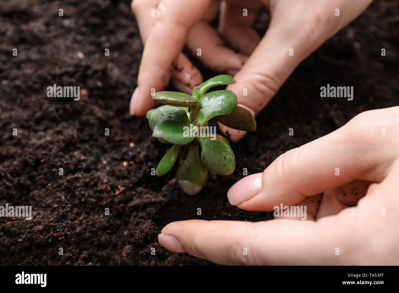 Young woman setting plant hi-res stock photography and images - Alamy