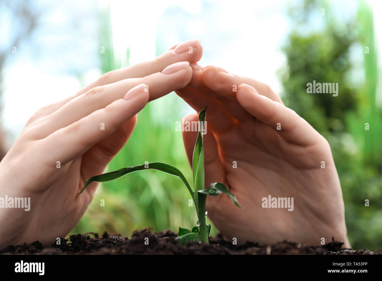 Female hands green sprout hi-res stock photography and images - Alamy