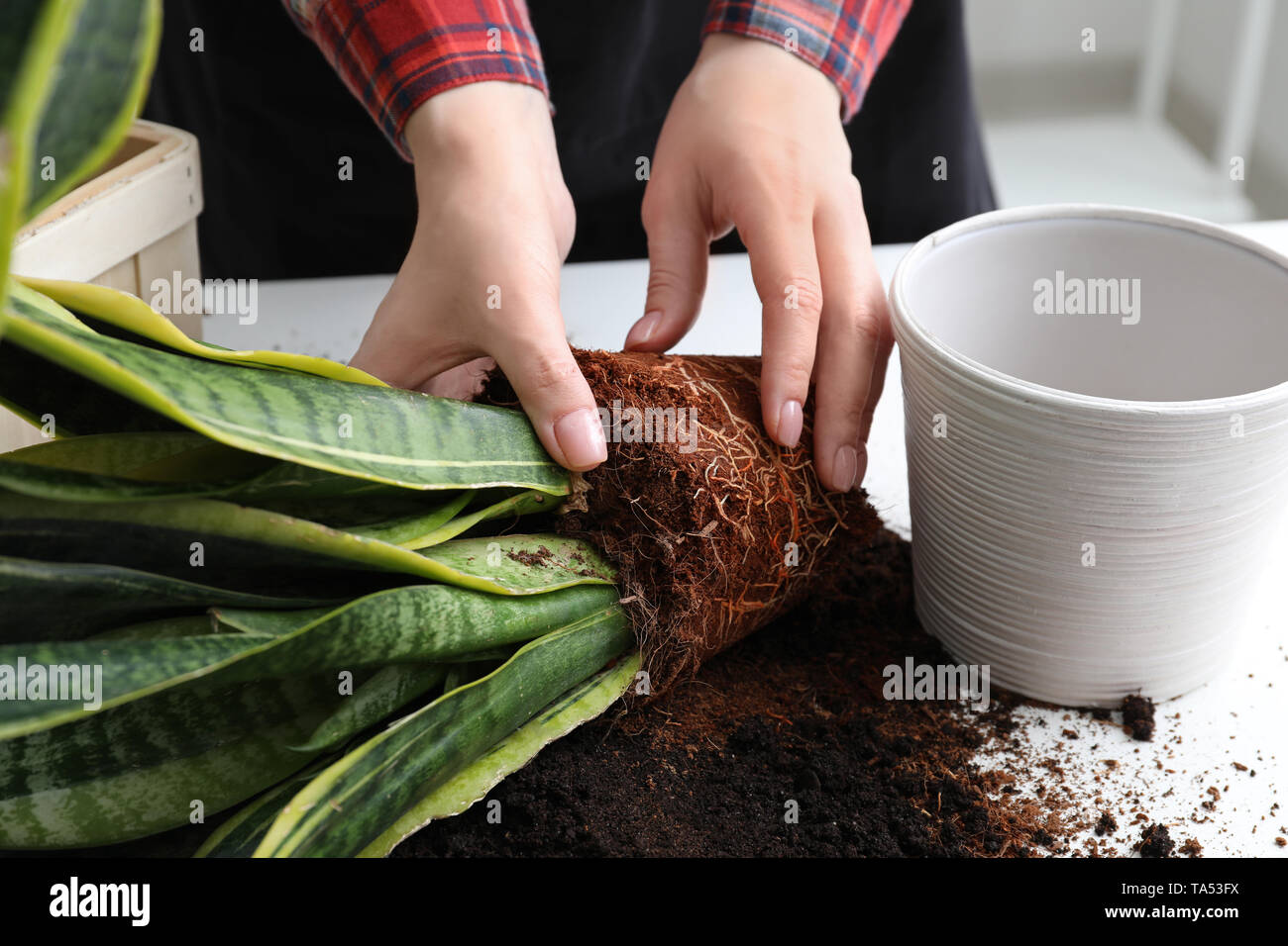 Woman repotting fresh plant at table Stock Photo - Alamy
