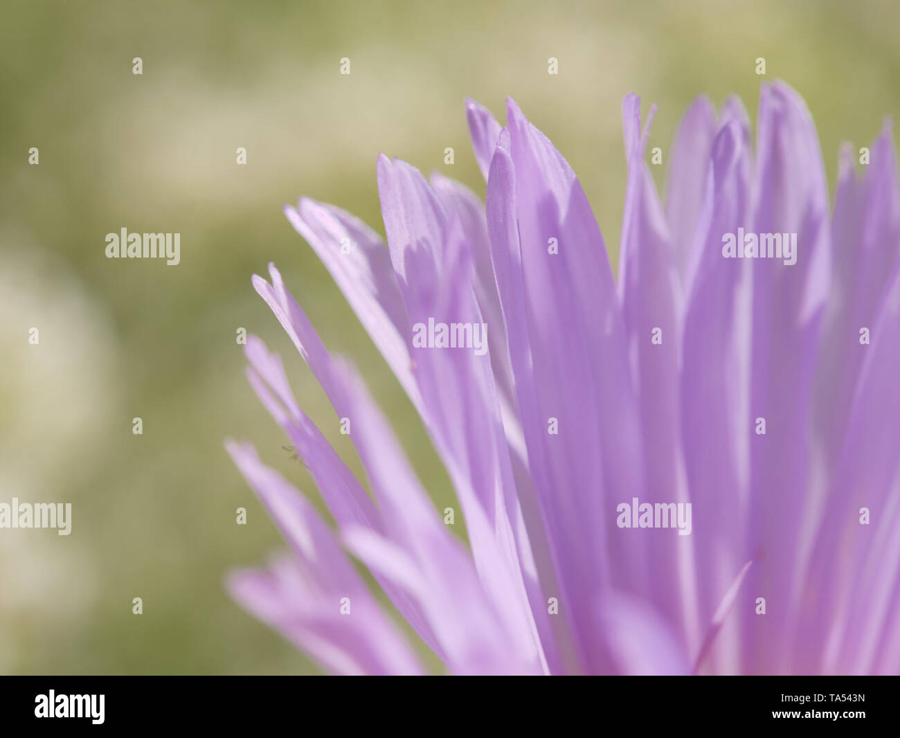 Purple lavender Mojave Aster (Xylorhiza tortifolia) flower close up of ...