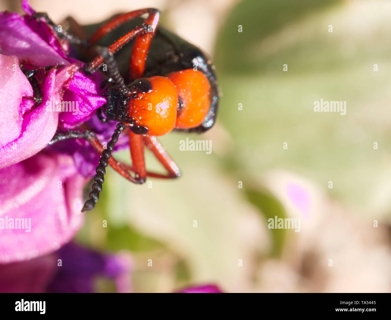 Blister Beetle High Resolution Stock Photography and Images - Alamy