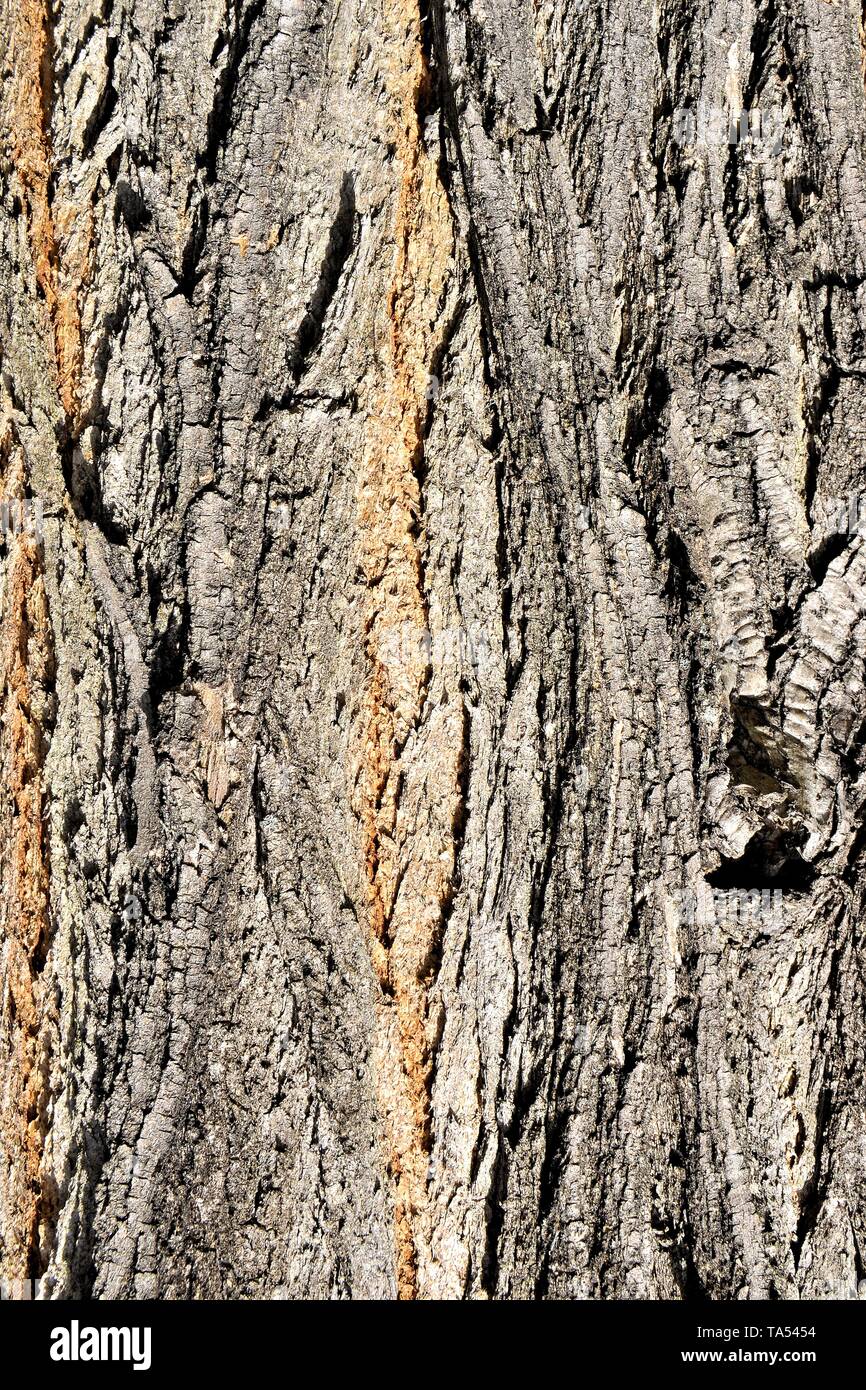 Tree bark of a robinia Stock Photo - Alamy