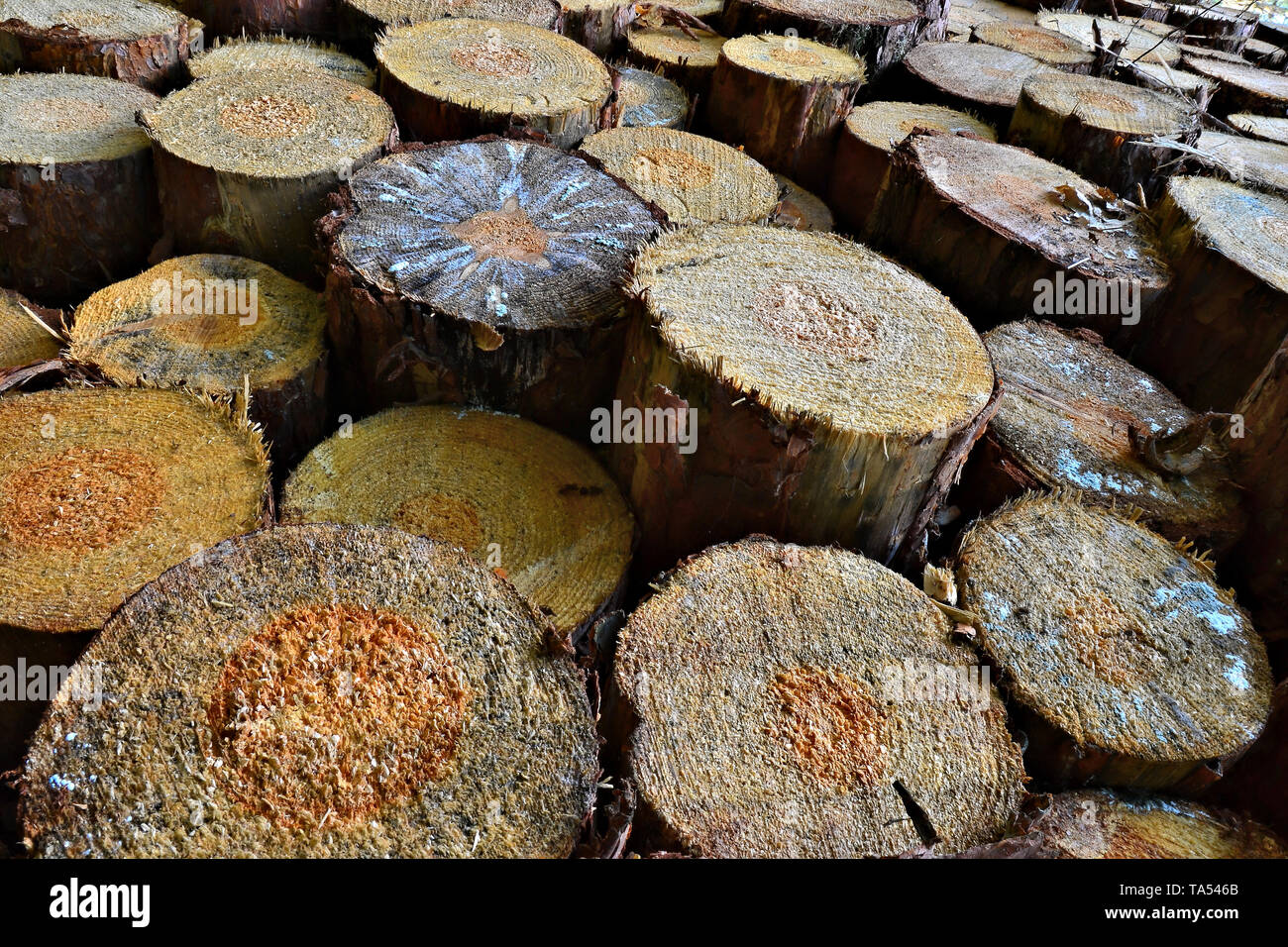 sawed tree trunks at the edge of the forest Stock Photo - Alamy