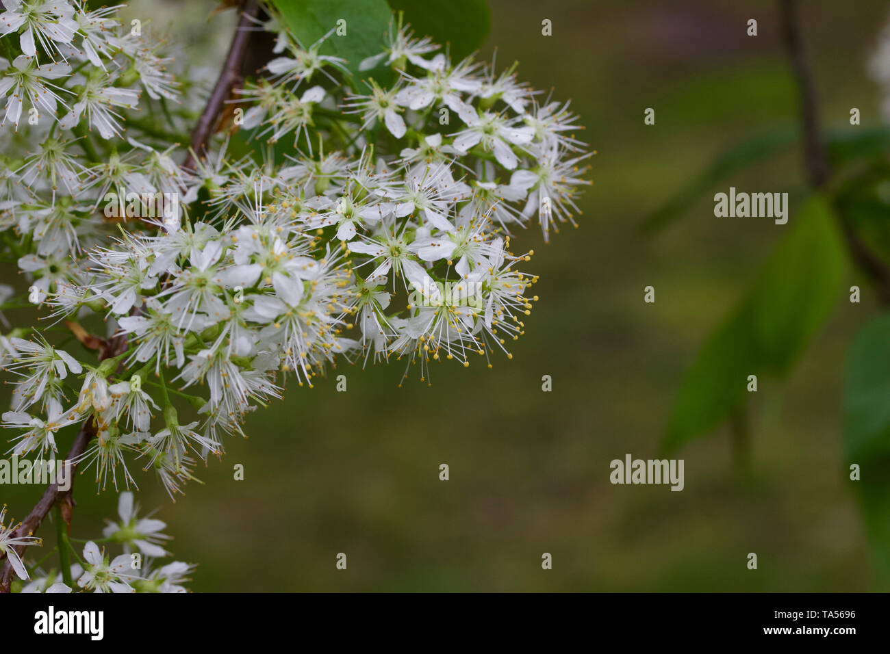 Close up view of beautiful wispy white color blossoms on an Amur cherry ...
