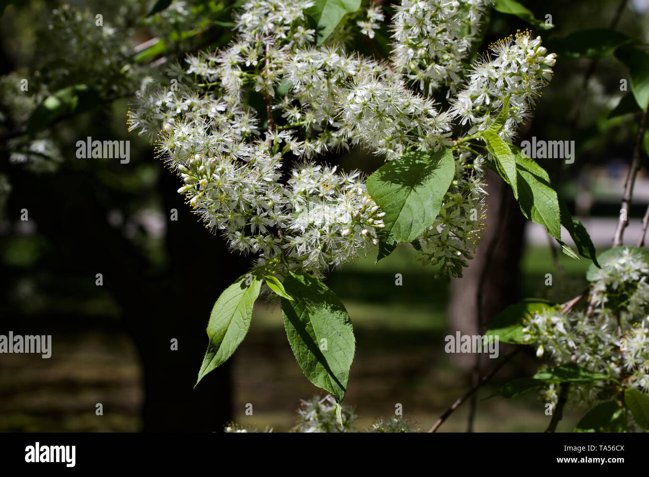 Amur cherry tree blossom hi-res stock photography and images - Alamy