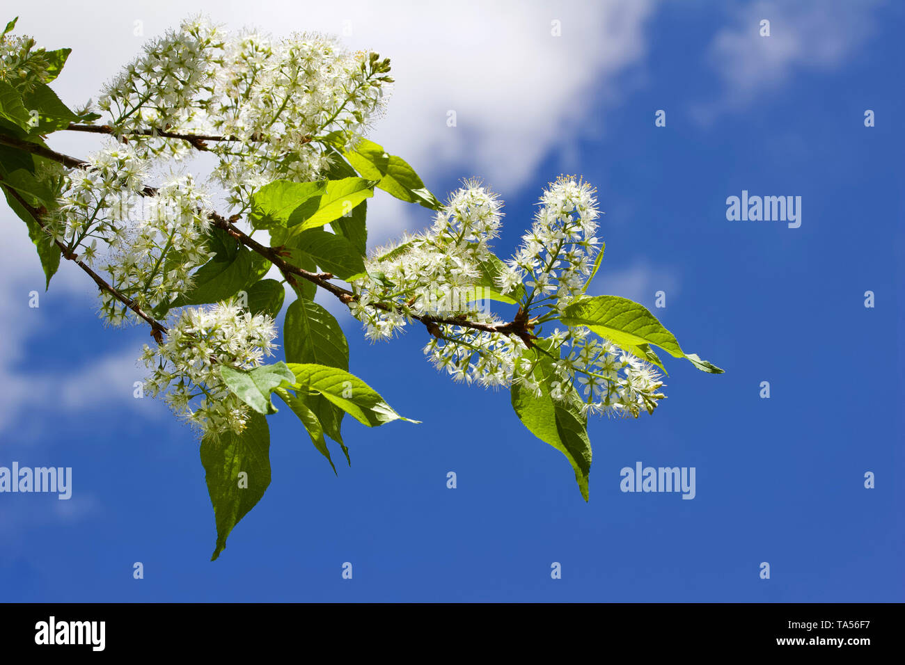 Amur cherry tree blossom hi-res stock photography and images - Alamy