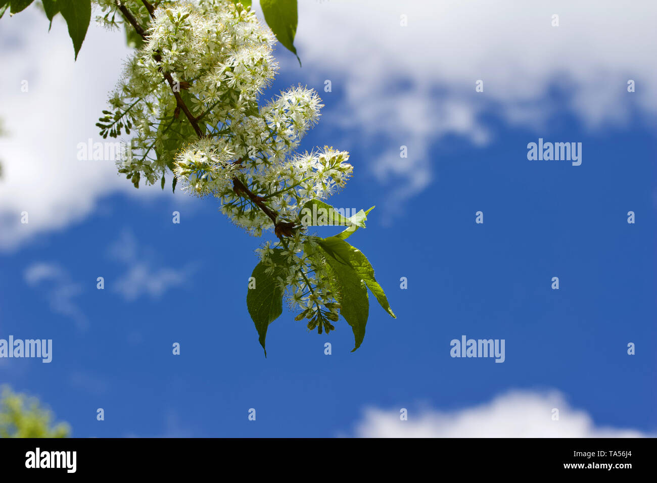 Amur cherry tree blossom hi-res stock photography and images - Alamy