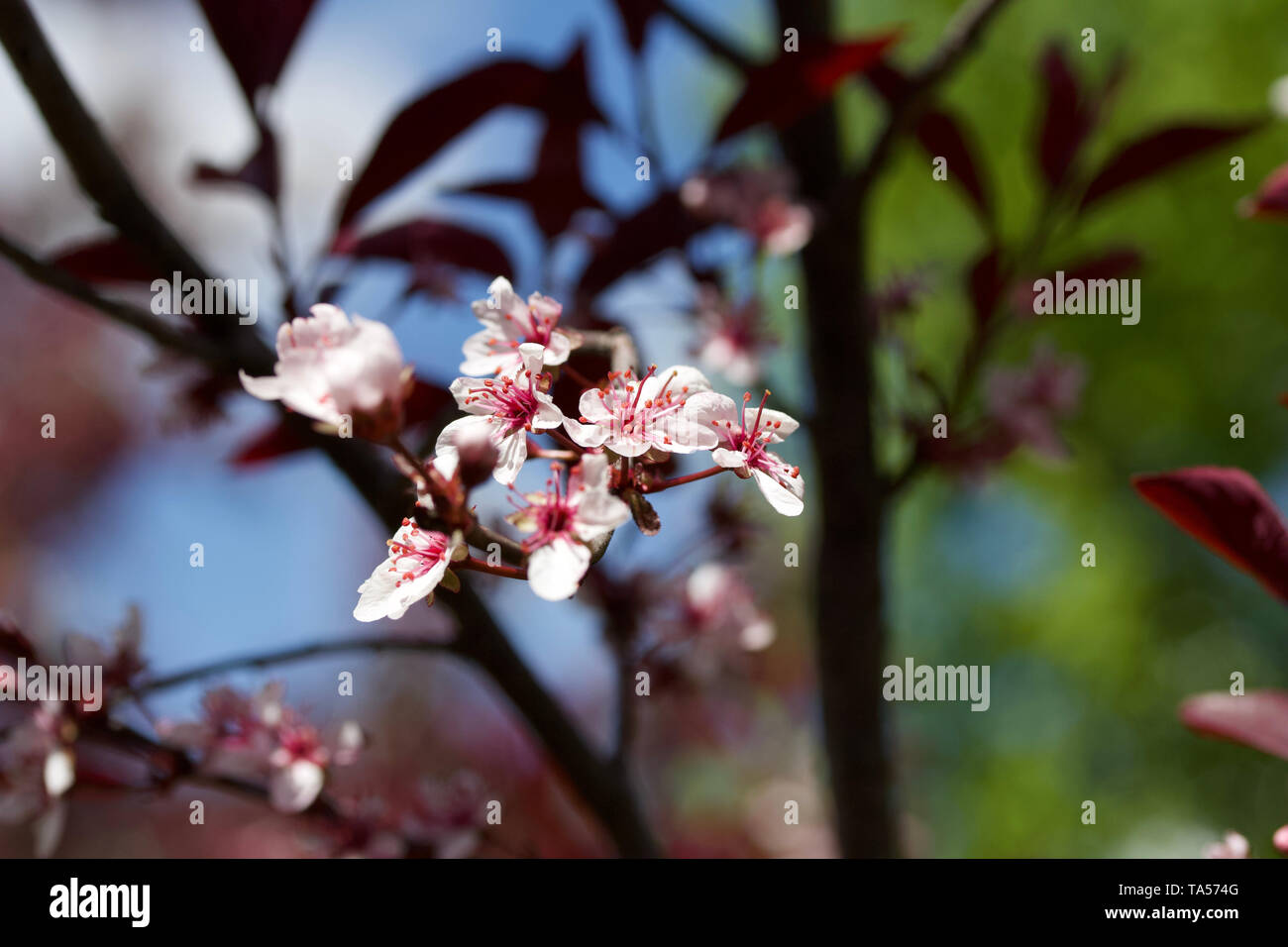 Purple leaf sand cherry tree hi-res stock photography and images - Alamy