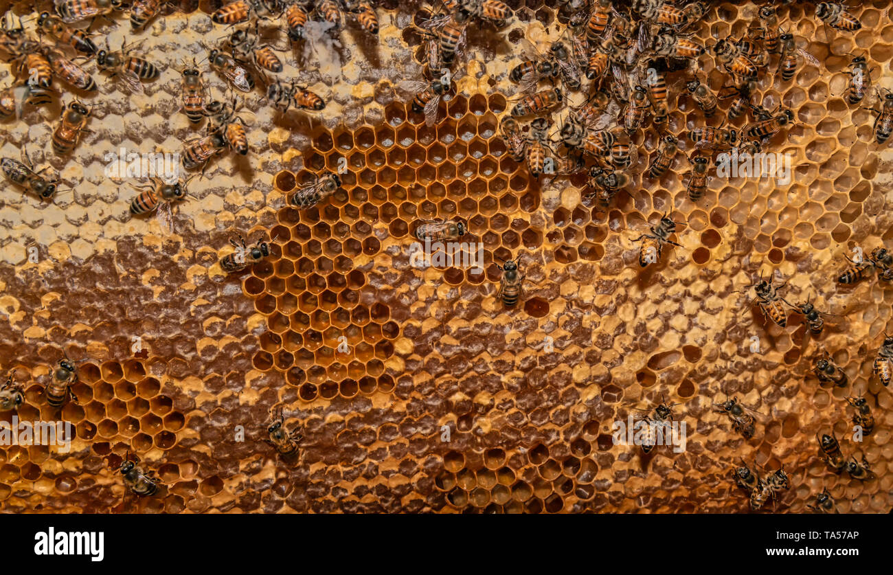 Honeycomb pattern. Honeycomb fill with sweet honey Stock Photo - Alamy