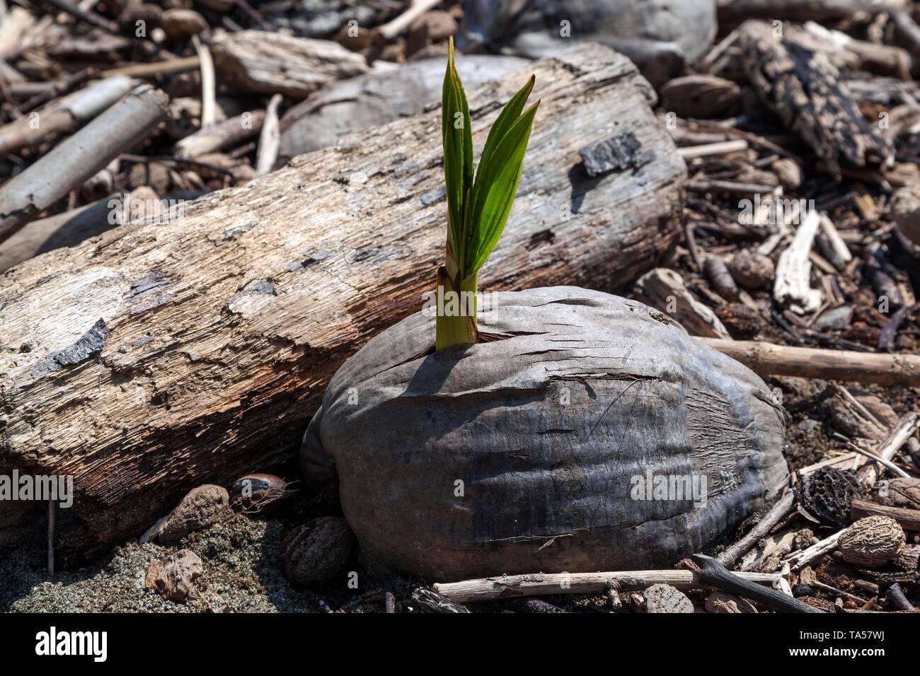 Freshly germinated coconut on the beach Playa Espadilla, Manuel Antonio ...