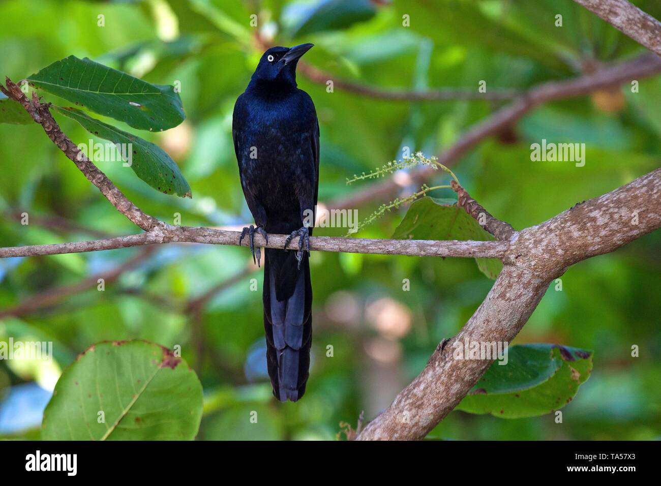 Great-tailed grackle (Quiscalus mexicanus), male, sitting on a branch ...