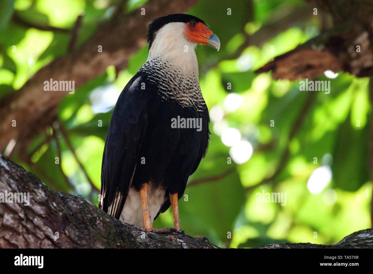 Southern crested caracara (Caracara plancus) sits on branch, Manuel ...