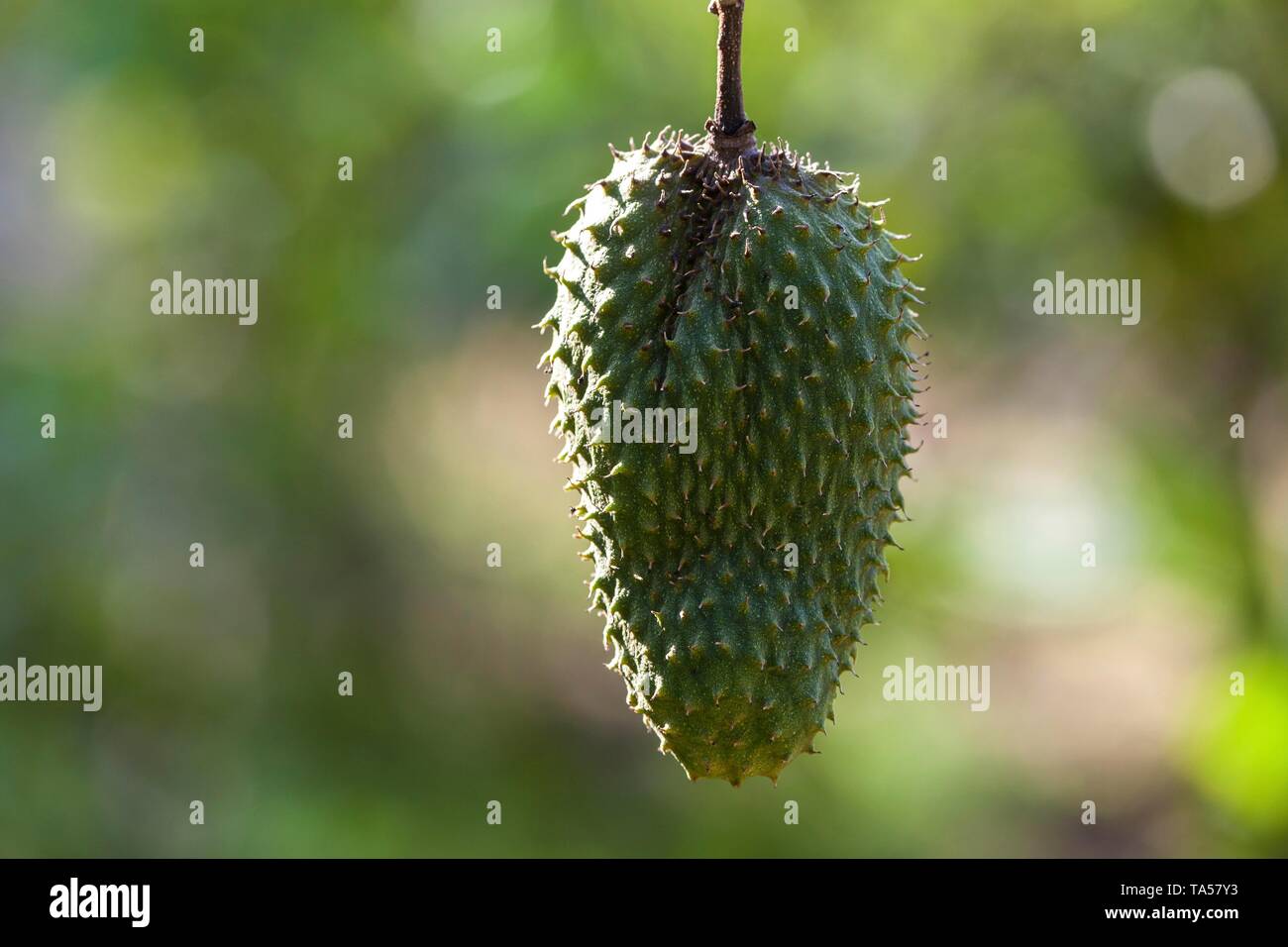 Soursop (Annona muricata), Costa Rica Stock Photo - Alamy