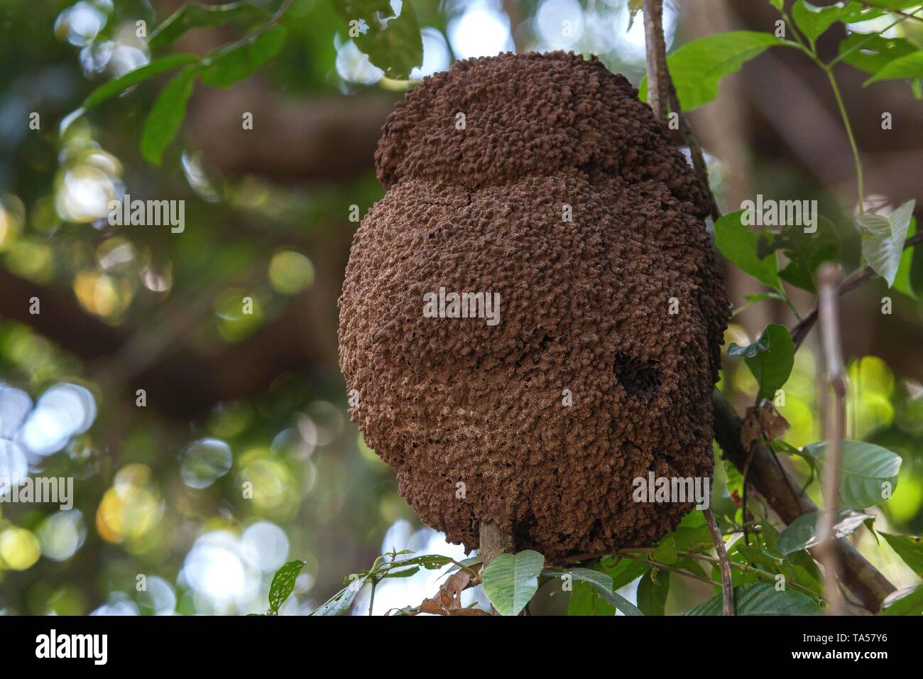 Nest of tree termites (Isoptera sp.) on the branch, Manuel Antonio ...