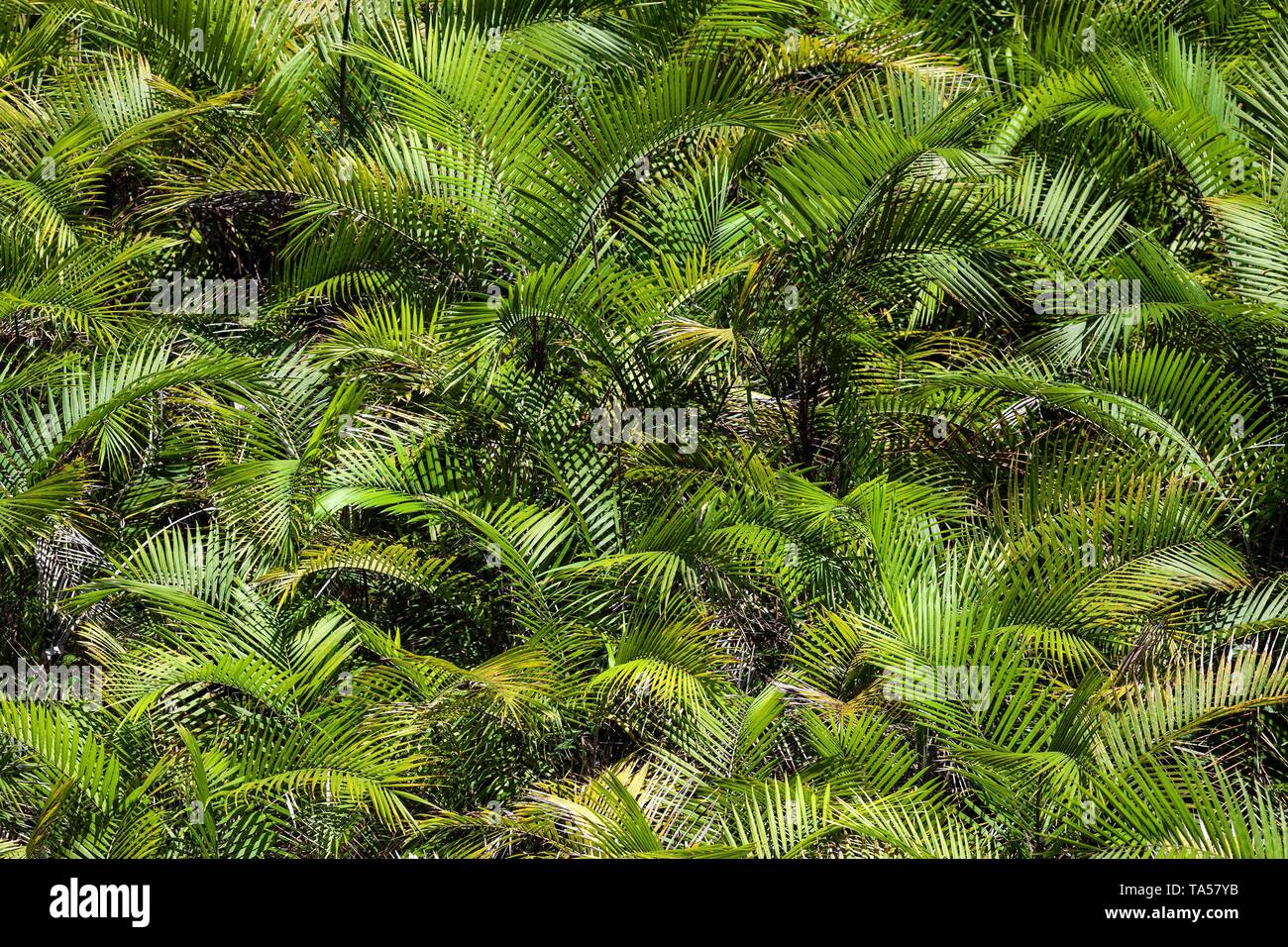 True sago palms metroxylon sagu in the palm grove hi-res stock ...