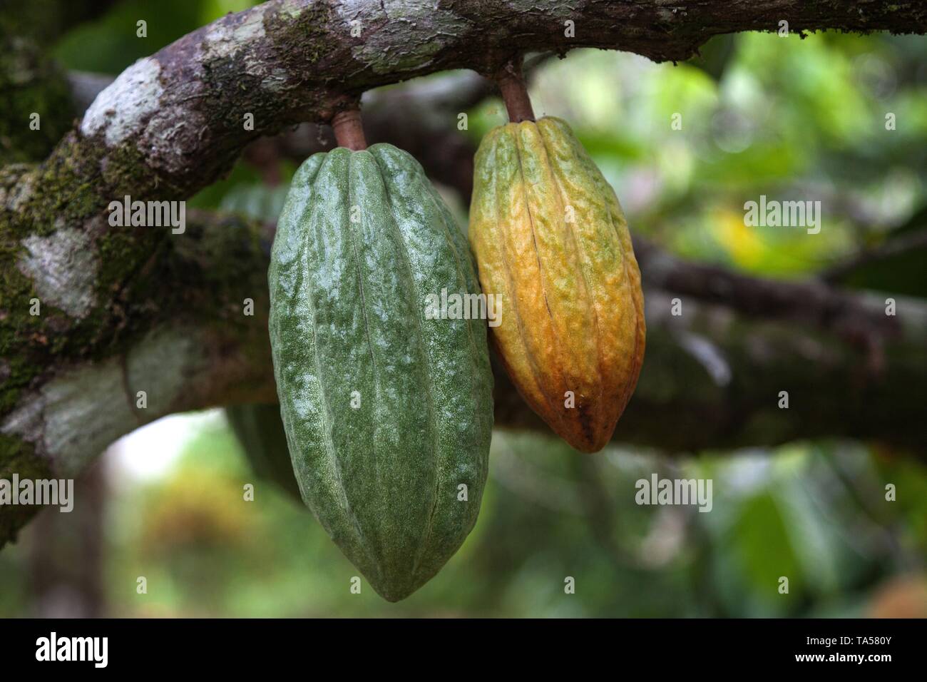 Cocoa tree (Theobroma cacao) with cocoa fruits, cocoa, La Fortuna ...