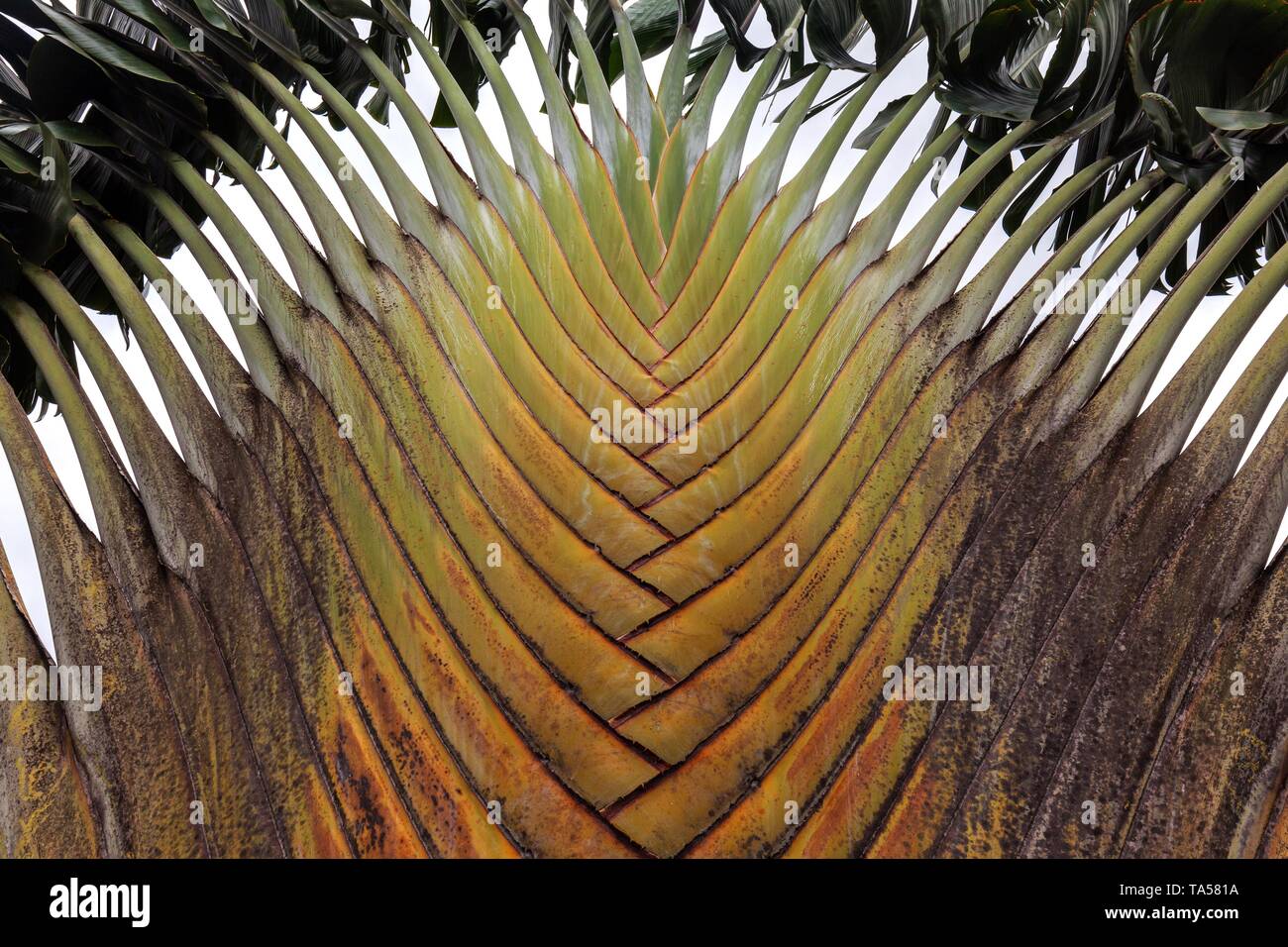 Tree trunk, Traveller's palm (Ravenala madagascariensis), La Fortune ...