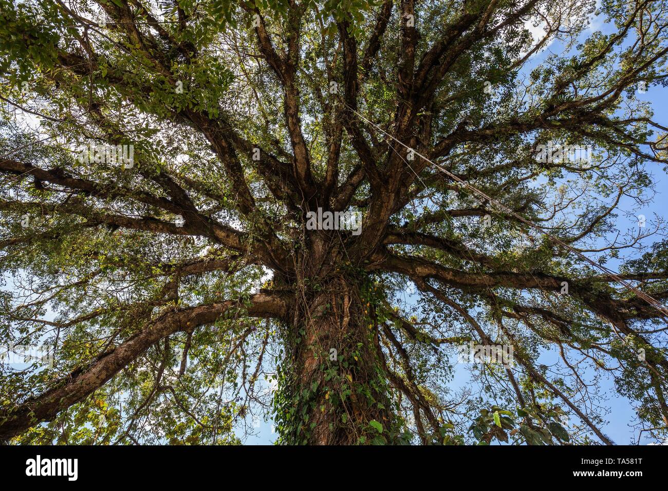 Great Silk-cotton tree (Ceiba pentandra), Tree Crown, Province of ...