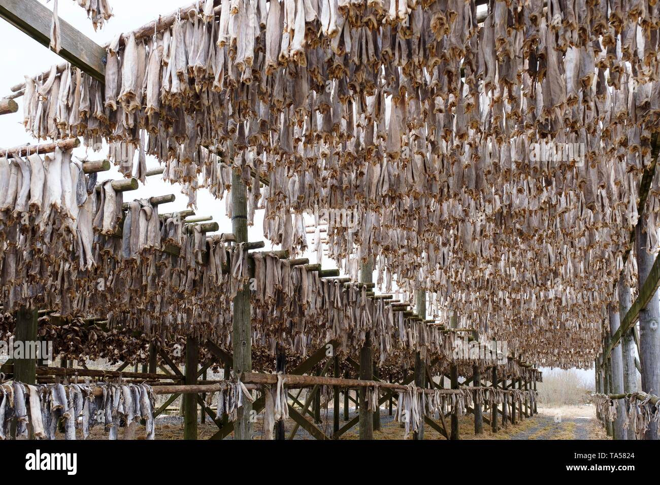 Norway fish hanging dry on hi-res stock photography and images - Alamy