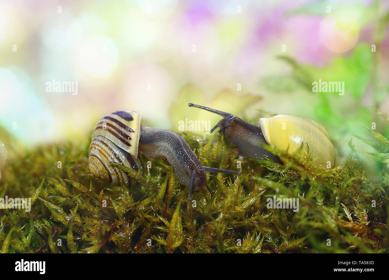 Two Helicidae (Helicidae) crawling on moss, Germany Stock Photo - Alamy