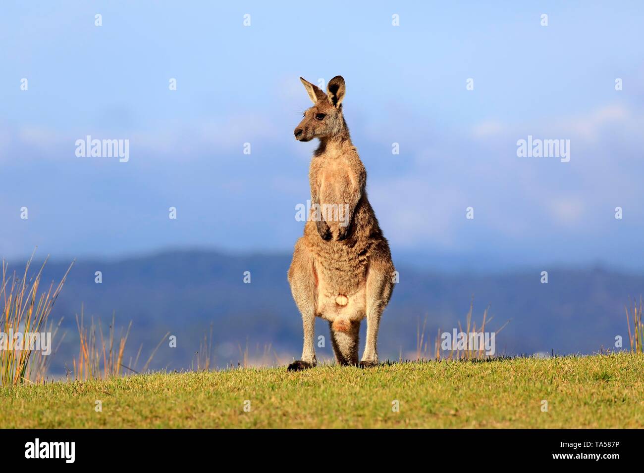 Eastern grey kangaroo (Macropus giganteus), male standing upright in a ...