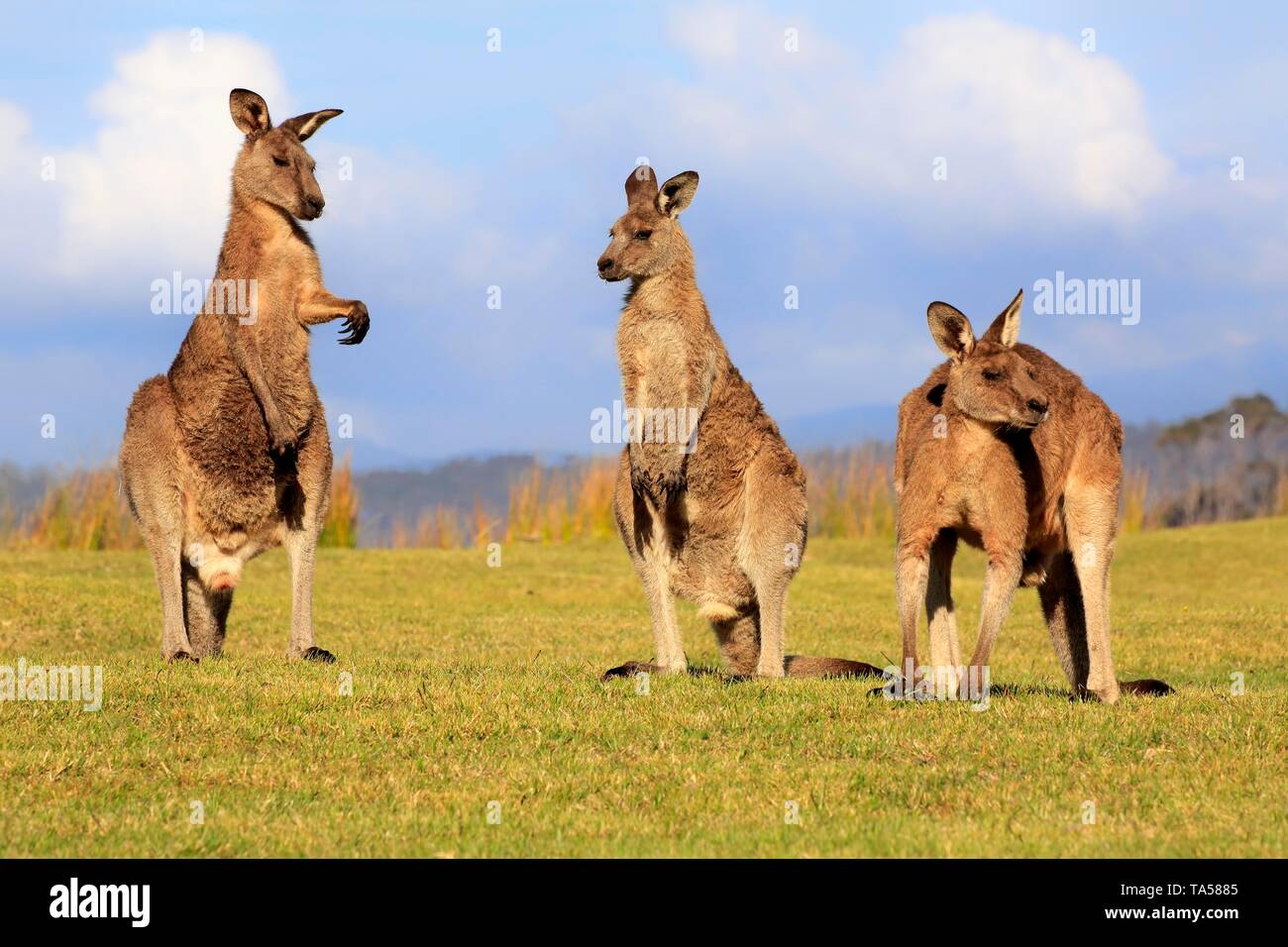 Eastern grey kangaroos (Macropus giganteus), animal group, three ...