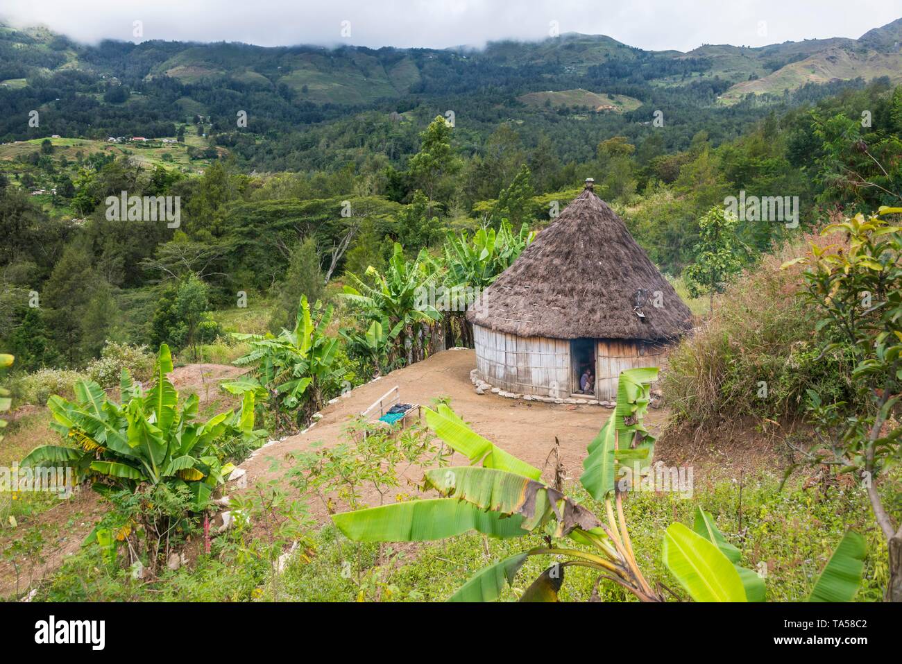 Traditional reed hut with banana plants around in the mountains of ...