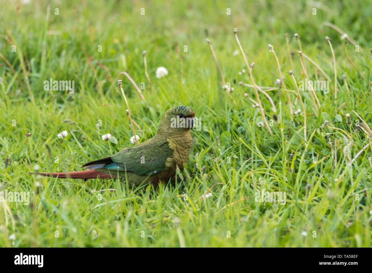 Austral parakeet (Enicognathus ferrugineus), Torres del Paine National ...