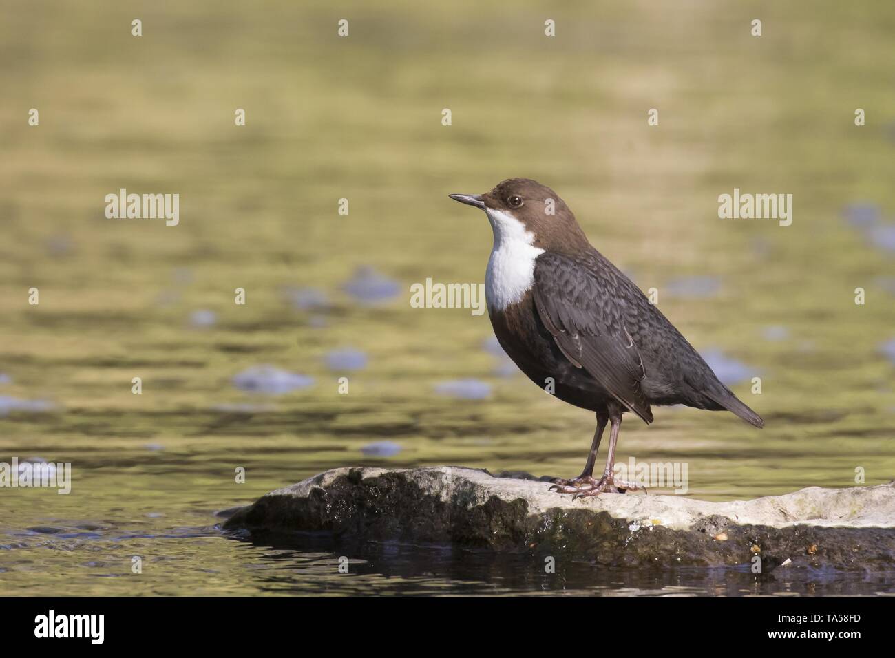 White-throated Dipper (Cinclus cinclus) standing on stone in water ...