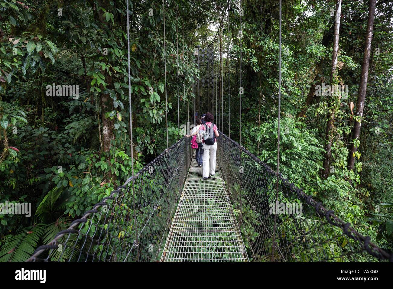 Hikers on a suspension bridge in the tropical rainforest, Mistico ...
