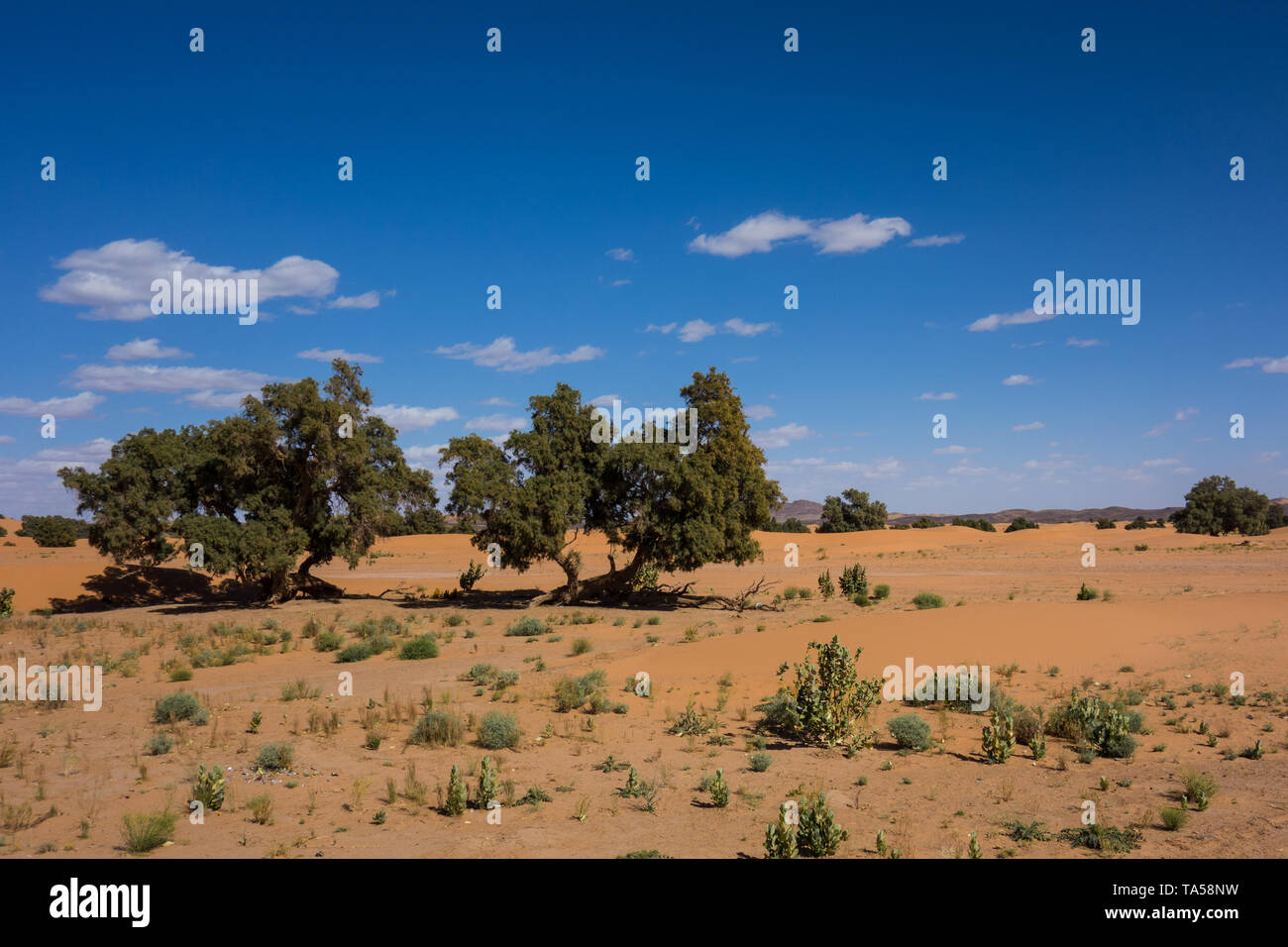 Argan land hi-res stock photography and images - Alamy