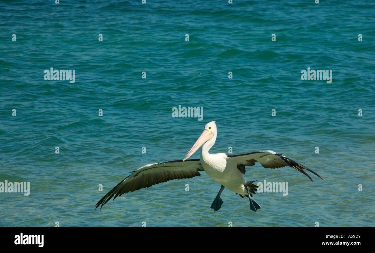 Australian pelican is landing in the water Stock Photo - Alamy