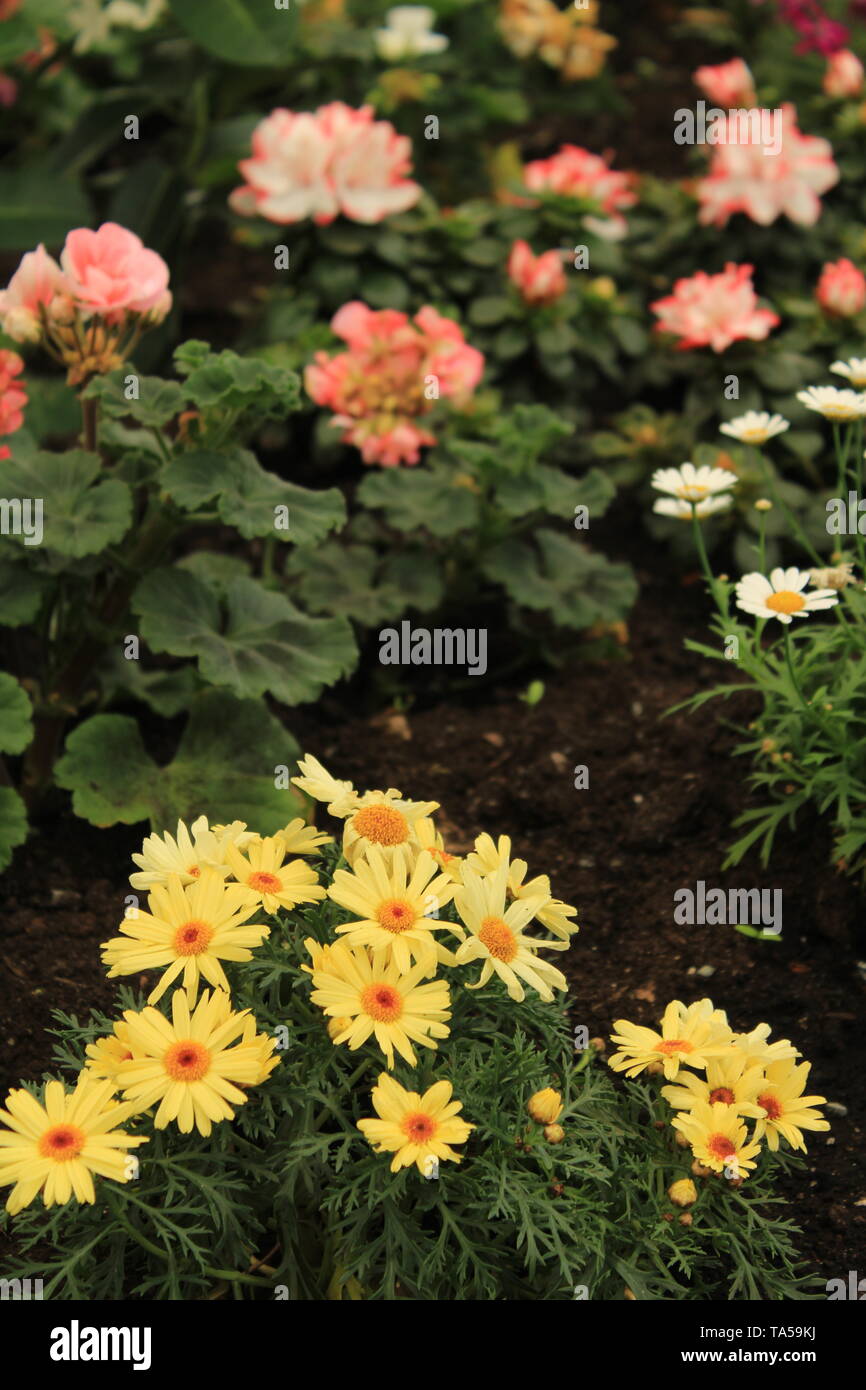 UK Rural Springtime. English garden springtime early summer. Common ...