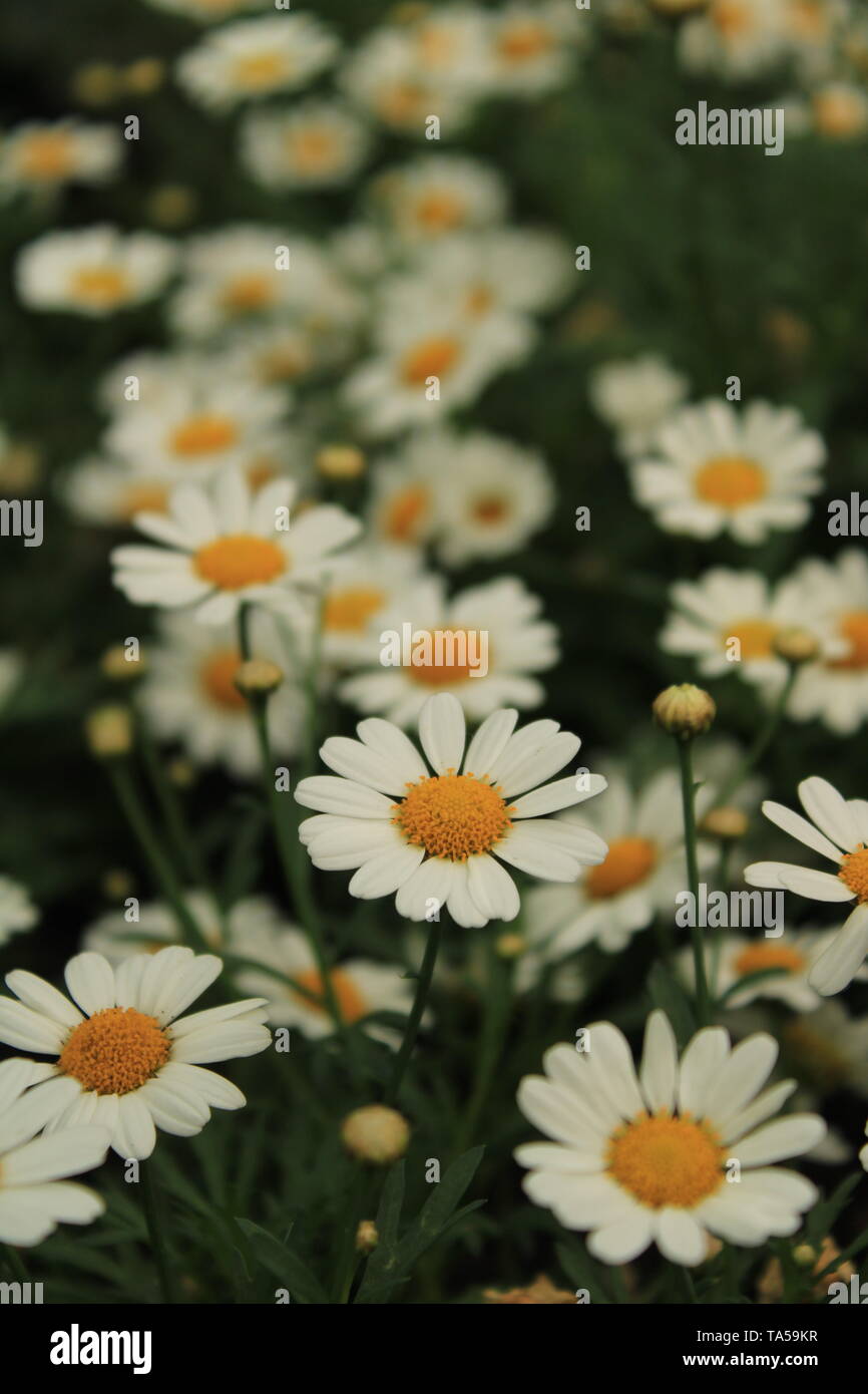 Flwerheads hi-res stock photography and images - Alamy