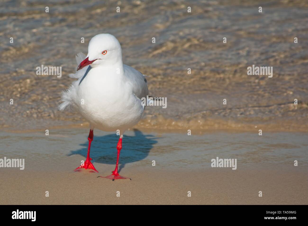 Australian native water birds hi-res stock photography and images - Alamy
